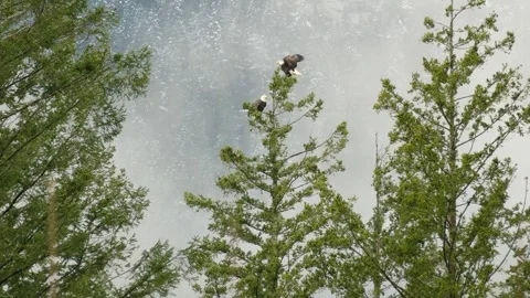 Golden eagles stand perched on top of tr... | Stock Video | Pond5
