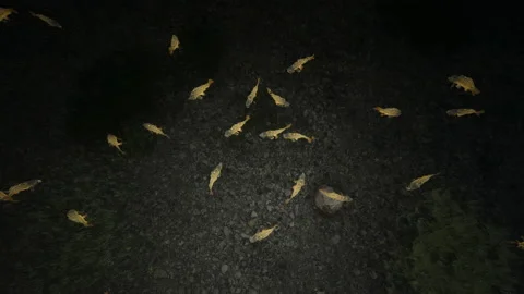 Golden Fish Stock Video Footage | Royalty Free Golden Fish Videos | Pond5