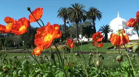 Golden Gate Pakr Stock Videos – Royalty-Free HD & 4K Videos