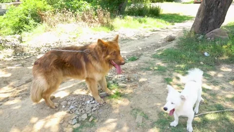 Golden German Shepherd dog with Russian ... | Stock Video | Pond5