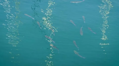 Golden grey mullet (Chelon aurata) | Stock Video | Pond5