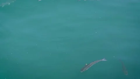 Golden grey mullet (Chelon aurata) | Stock Video | Pond5