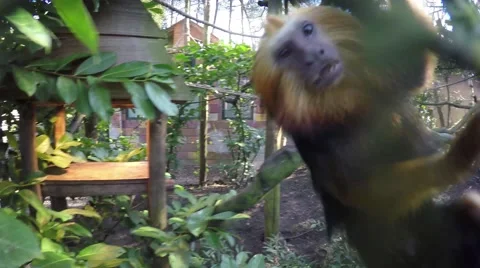 Lion Jumping Stock Footage ~ Royalty Free Stock Videos | Pond5