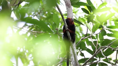 Lion Jumping Stock Videos – Royalty-Free HD & 4K Videos | Pond5