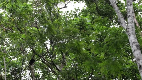 Lion Run Stock Videos – Royalty-Free HD & 4K Videos | Pond5