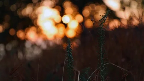 Bokep No Hour Stock Videos – Royalty-Free HD & 4K Videos | Pond5