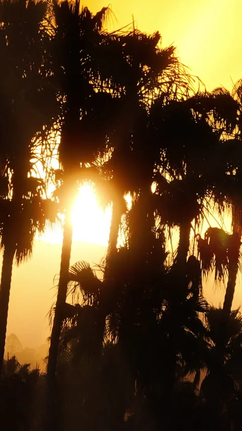 California T Stock Videos – Royalty-Free HD & 4K Videos | Pond5