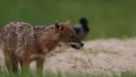 Snarling Stock Footage ~ Royalty Free Stock Videos | Pond5