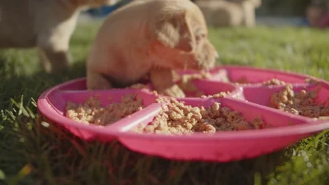 Golden lab puppy laying in food dish eat... | Stock Video | Pond5