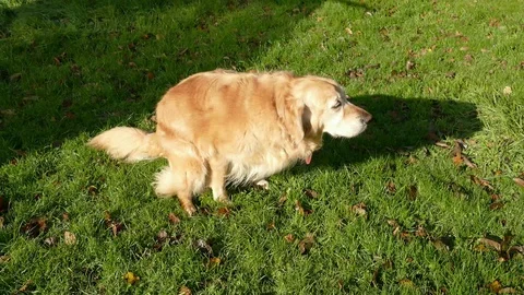 Dog Pooping Stock Footage ~ Royalty Free Stock Videos | Pond5