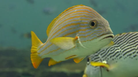 Golden-lined snapper on a Raja Ampat cor... | Stock Video | Pond5