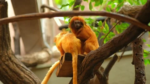 Golden lion tamarin. One monkey scratche... | Stock Video | Pond5