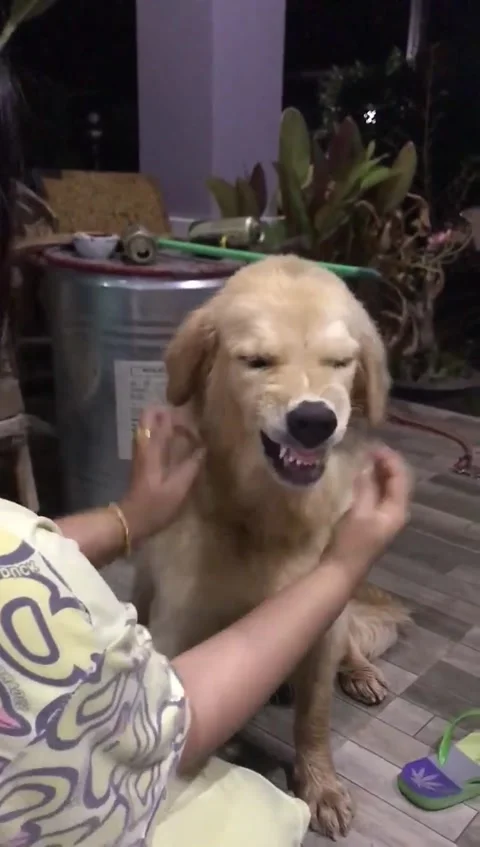 Golden Makes a Funny Face When it Feels ... | Stock Video | Pond5