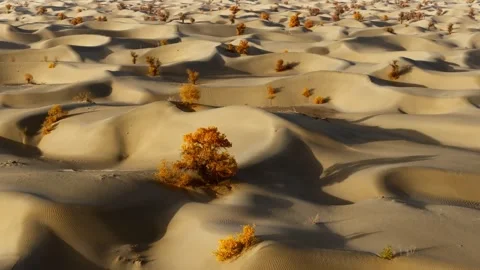 Golden poplar trees in the Taklamakan de... | Stock Video | Pond5