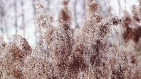 Neutral Tone Stock Videos – Royalty-Free HD & 4K Videos | Page 3