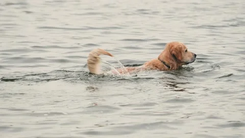 Golden Splash Swimming Stock Videos – Royalty-Free HD & 4K Videos | Pond5