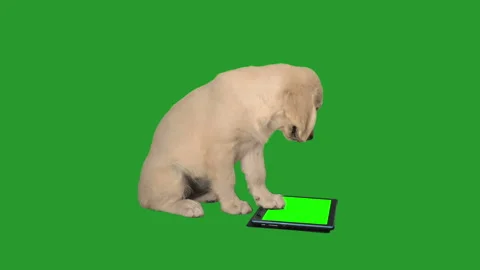 golden retriever and electronic tablet o... | Stock Video | Pond5
