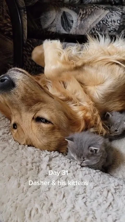 Golden Retriever And Kittens: The Cutest... | Stock Video | Pond5