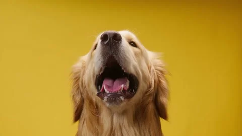 Golden retriever barking on yellow backg... | Stock Video | Pond5
