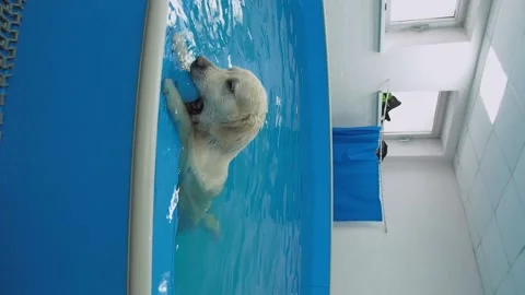 Golden Splash Swimming Stock Videos – Royalty-Free HD & 4K Videos | Pond5