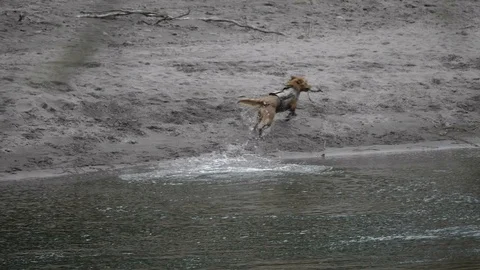 Golden Splash Swimming Stock Videos – Royalty-Free HD & 4K Videos | Pond5