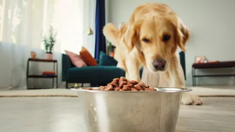 golden retriever eating dog food from me... | Stock Video | Pond5