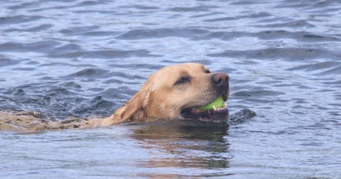 Golden Splash Swimming Stock Videos – Royalty-Free HD & 4K Videos | Pond5