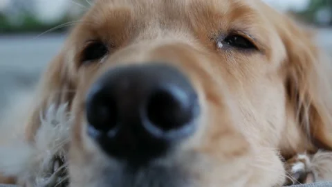 Puppy Golden Retriver Stock Videos – Royalty-Free HD & 4K Videos | Page 3