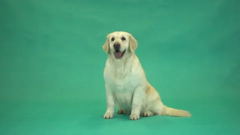 Green Screen Sitting Stock Video Footage | Royalty Free Green Screen ...