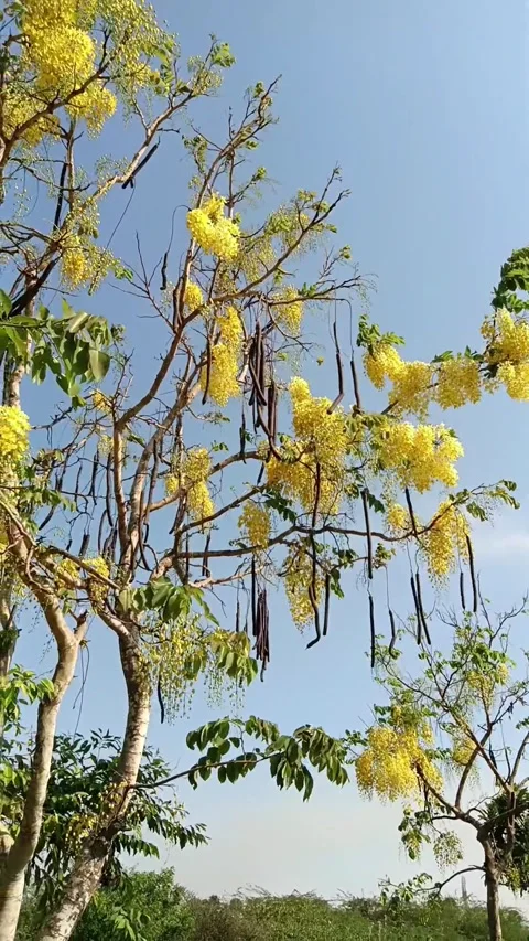 Golden Shower Pipe Stock Videos – Royalty-Free HD & 4K Videos