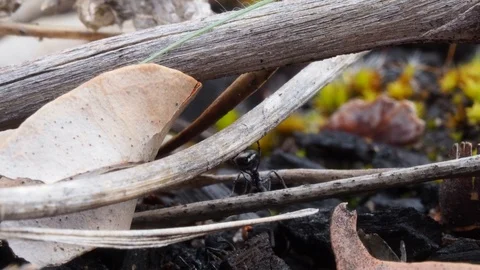 Golden spiny ants at a crossroads. Macro | Stock Video | Pond5