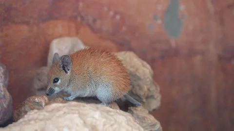 Golden spiny mouse wandering among rocks... | Stock Video | Pond5