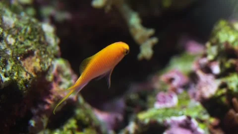 Golden Splendor: The Majestic Sea Goldie... | Stock Video | Pond5