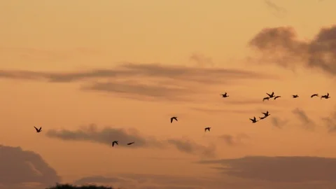 Golden sunset Geese in migration wintert... | Stock Video | Pond5