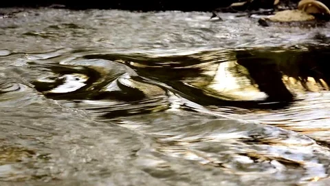 Golden water flow peaceful river nature ... | Stock Video | Pond5