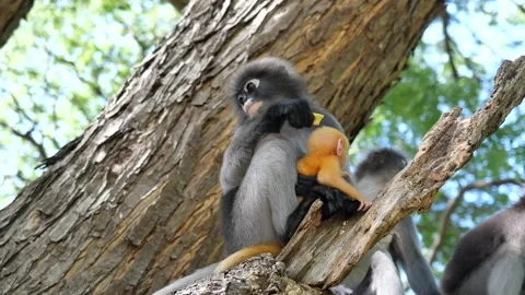 The golden yellow childhood monkey and o... | Stock Video | Pond5