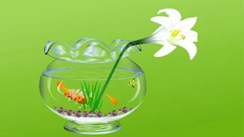 goldfish in bowl background and 2d anim... | Stock Video | Pond5