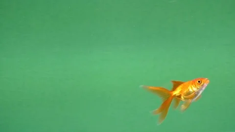 Goldfish swimming slowly from left to ri... | Stock Video | Pond5