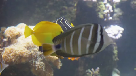 Goldtail angelfish (Pomacanthus chrysuru... | Stock Video | Pond5
