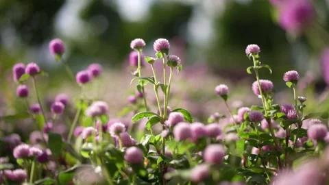 Globosa Stock Video Footage | Royalty Free Globosa Videos | Pond5