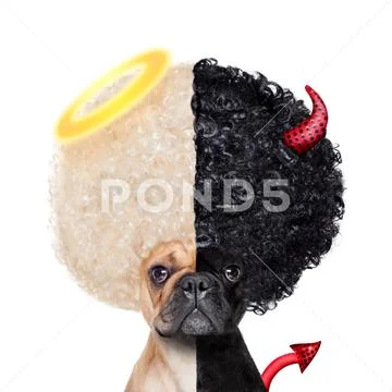 Good and bad dogs ~ Premium Stock Photo ~ Image #81072124