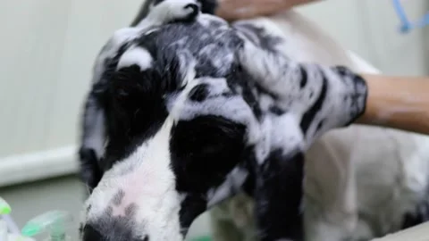 Groomer Love Stock Videos – Royalty-Free HD & 4K Videos