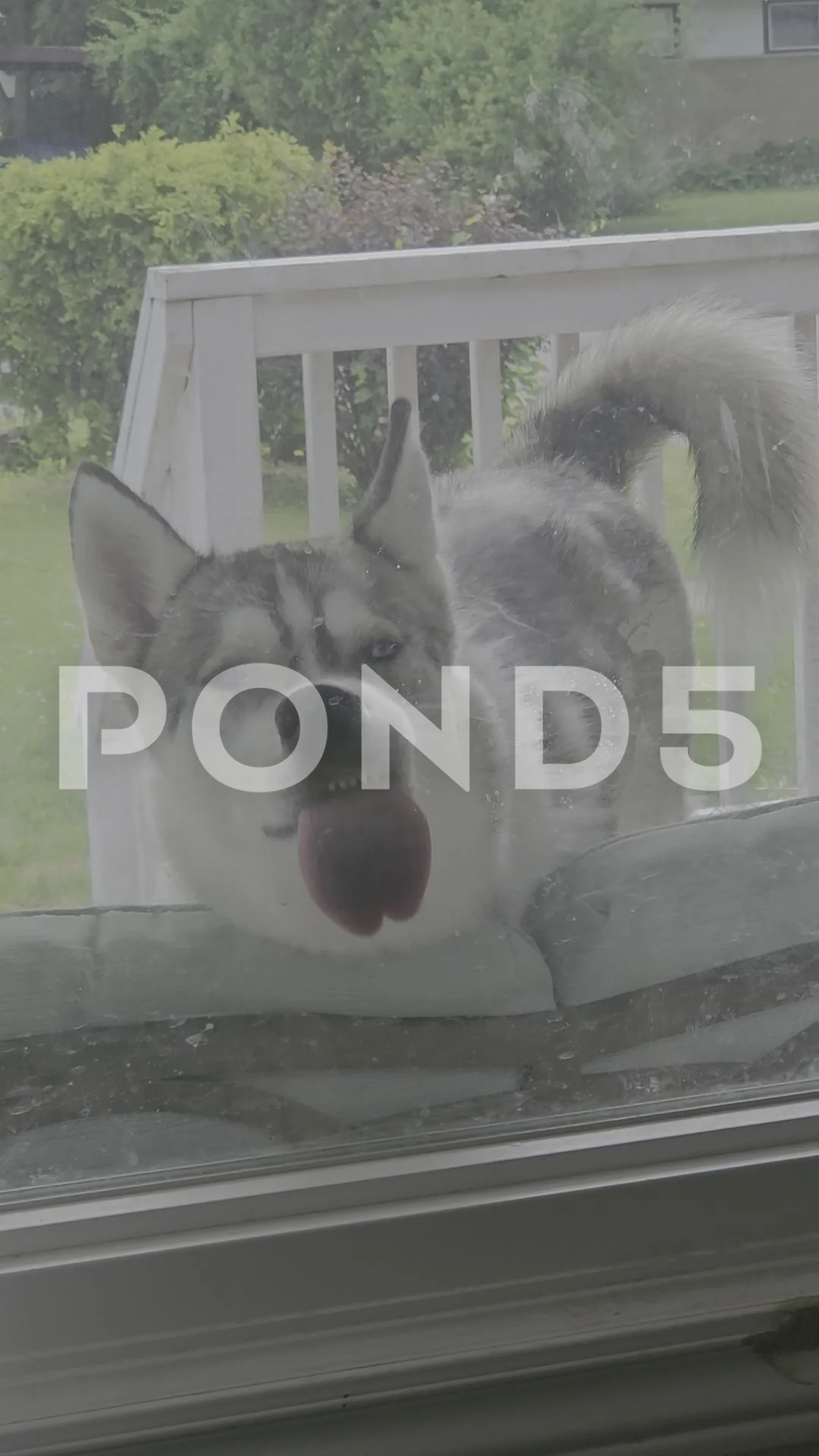 Husky Gif Window