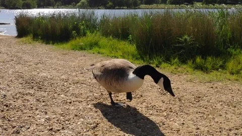 Goose Pooping Stock Footage ~ Royalty Free Stock Videos | Pond5