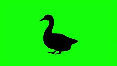 Goose walking on green screen in black s... | Stock Video | Pond5