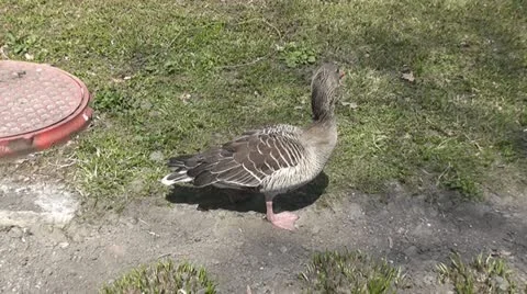 Goose Pooping Stock Footage ~ Royalty Free Stock Videos | Pond5