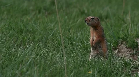 Gophers whistle | Stock Video | Pond5