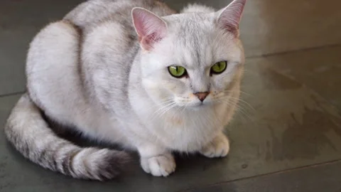 Cat Noises Stock Footage ~ Royalty Free Stock Videos | Pond5