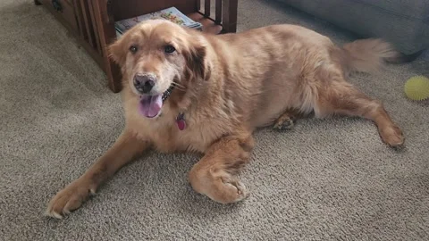 Gorgeous Golden Retriever Dog Inside of ... | Stock Video | Pond5