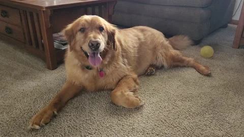 Gorgeous Golden Retriever Dog Inside of ... | Stock Video | Pond5